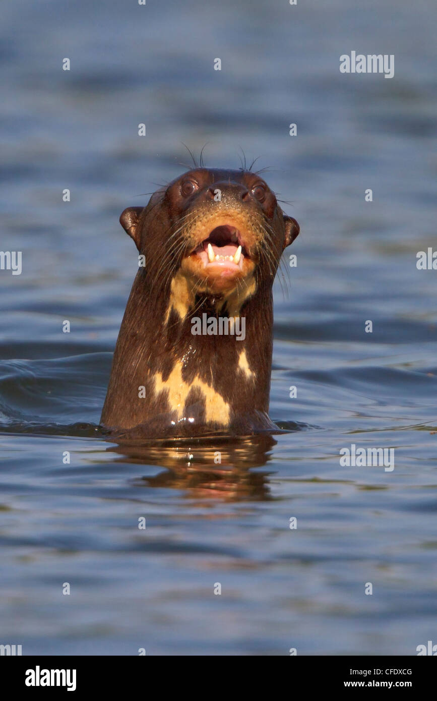 Giant River Otter (Pteronura brasiliensis) in Peru Stock Photo - Alamy