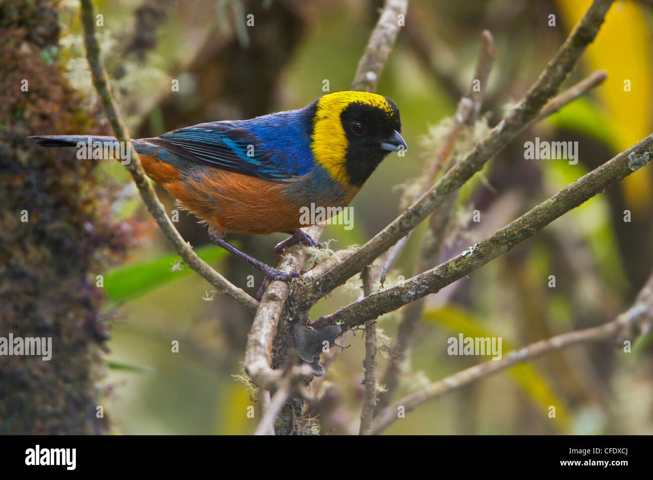 Golden-collared Tanager (Iridosornis jelskii) perched on a branch in ...
