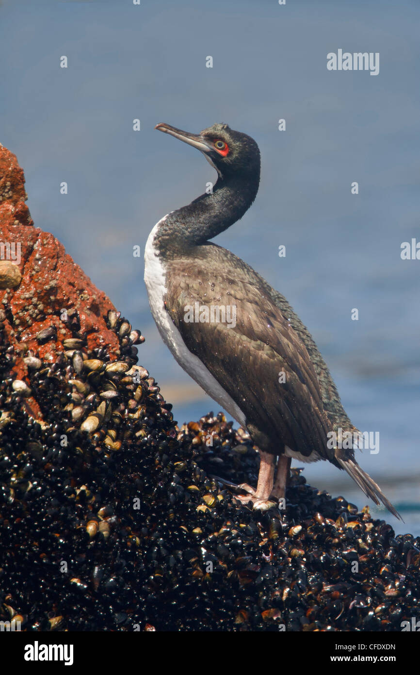 Guanay Cormorant (Phalacrocorax bougainvillii) perched on a rock in ...
