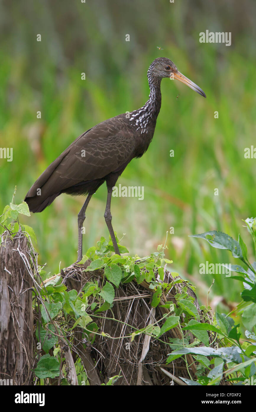 Aramus guarauna hi-res stock photography and images - Alamy
