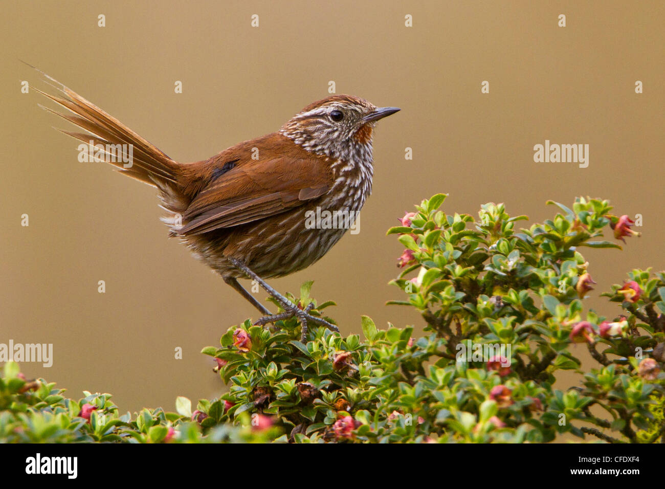 Asthenes urubambensis hi-res stock photography and images - Alamy