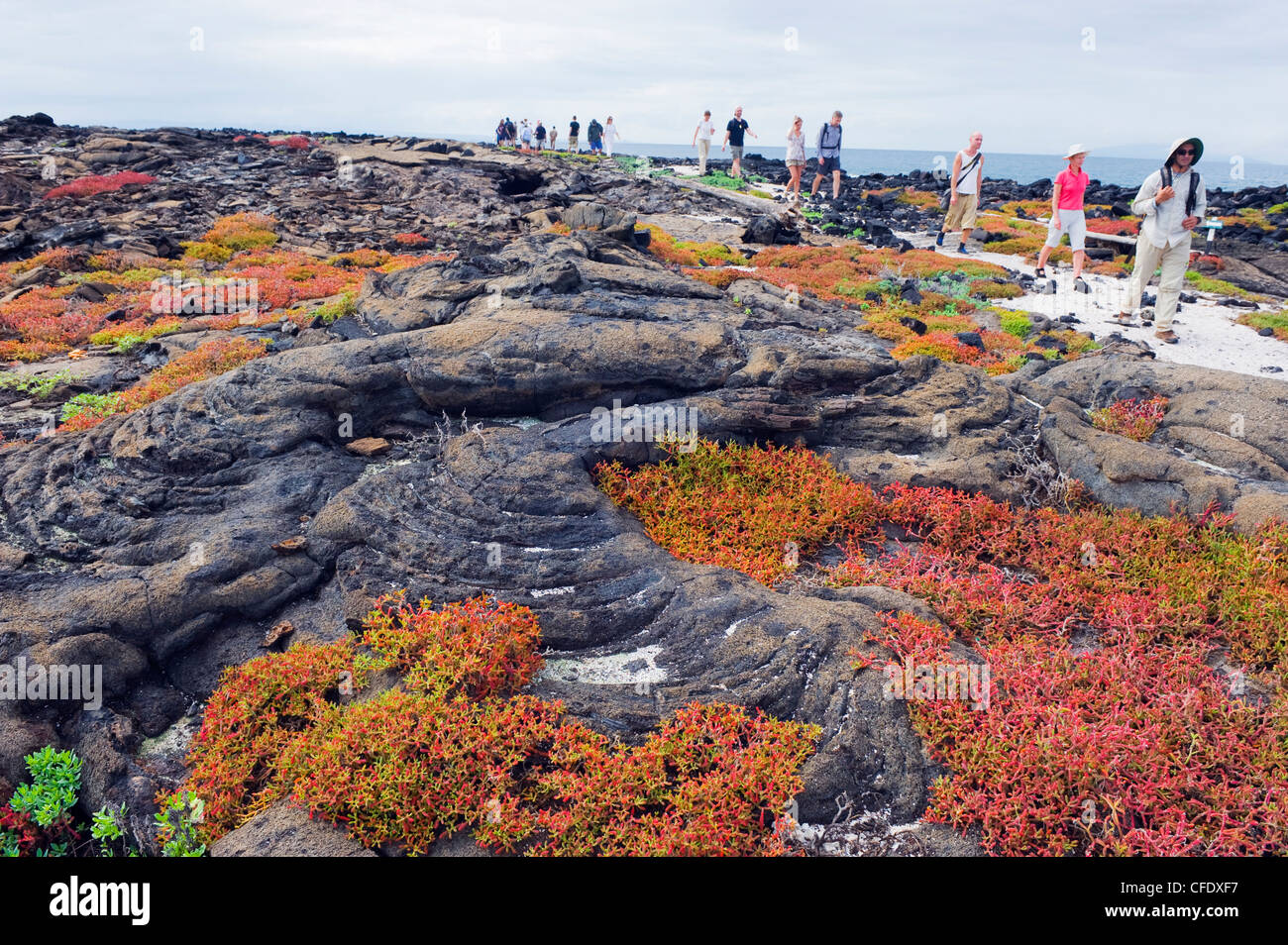 Tourists on walking tour, Isla Santa Cruz, Galapagos Islands, UNESCO ...