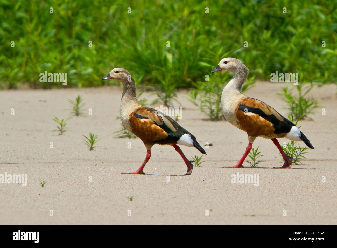 Orinoco Goose (Neochen jubata) walking along the shoreline of a river ...