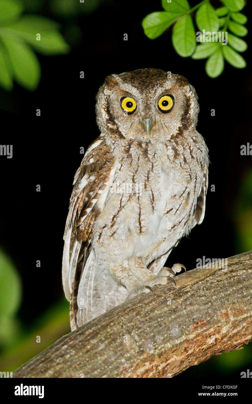 Peru owl hi-res stock photography and images - Alamy