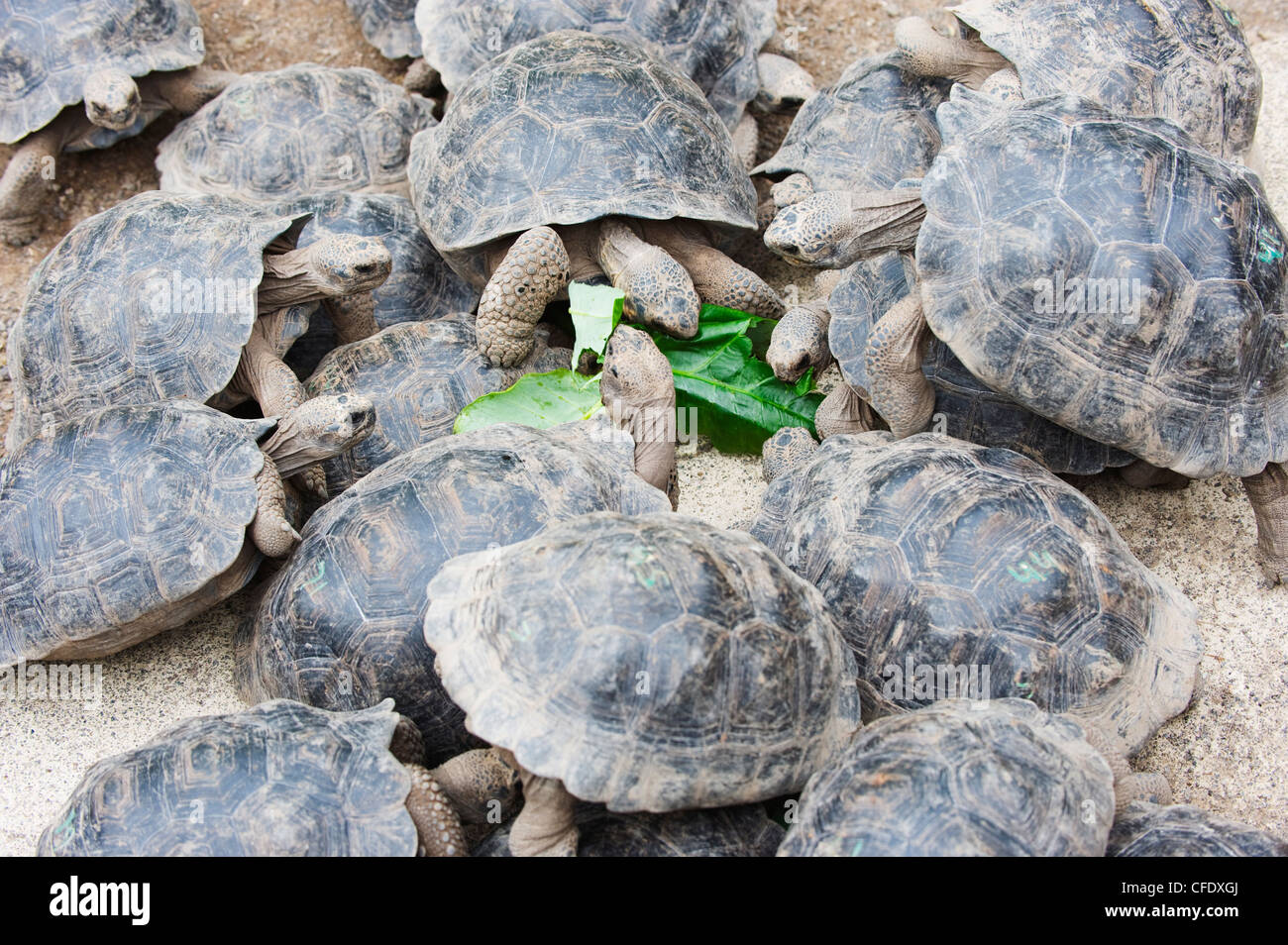 Geochelone elephantopus vandenburghi, Giant Tortoise Breeding Centre ...