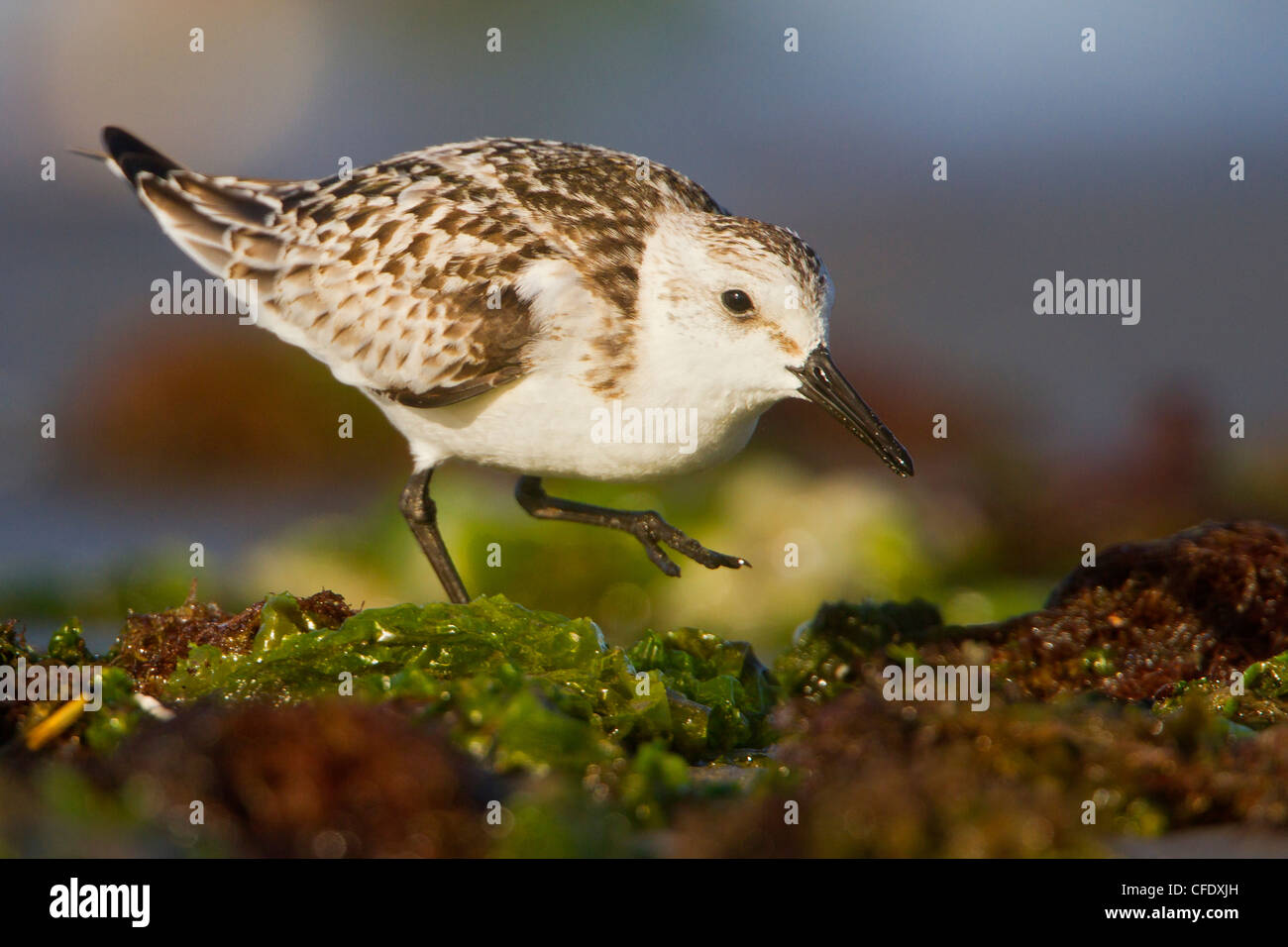 Sanderling (Calidris alba) feeding along the shoreline in Peru Stock ...
