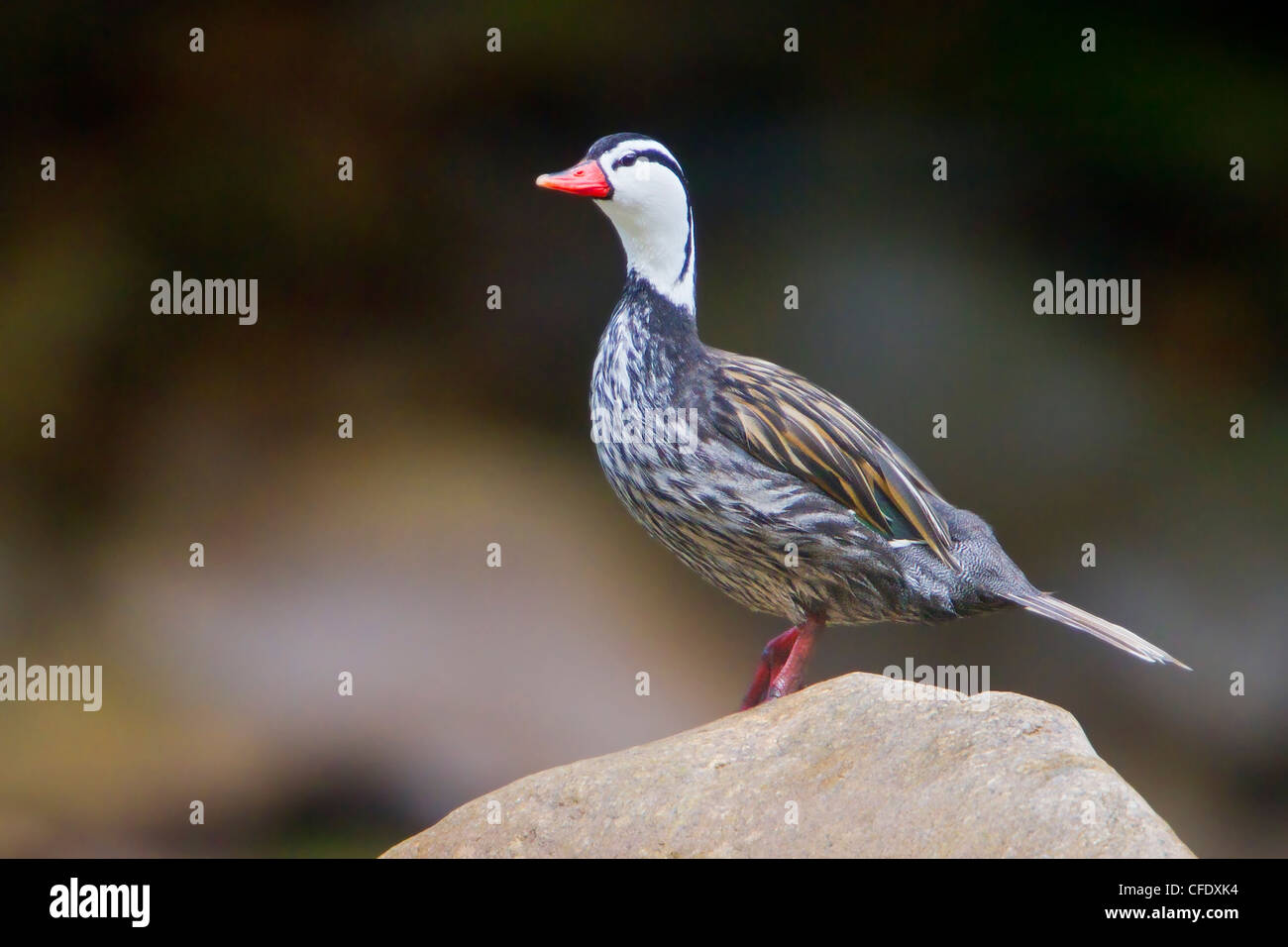 Torrent Duck On Rock High Resolution Stock Photography and Images - Alamy