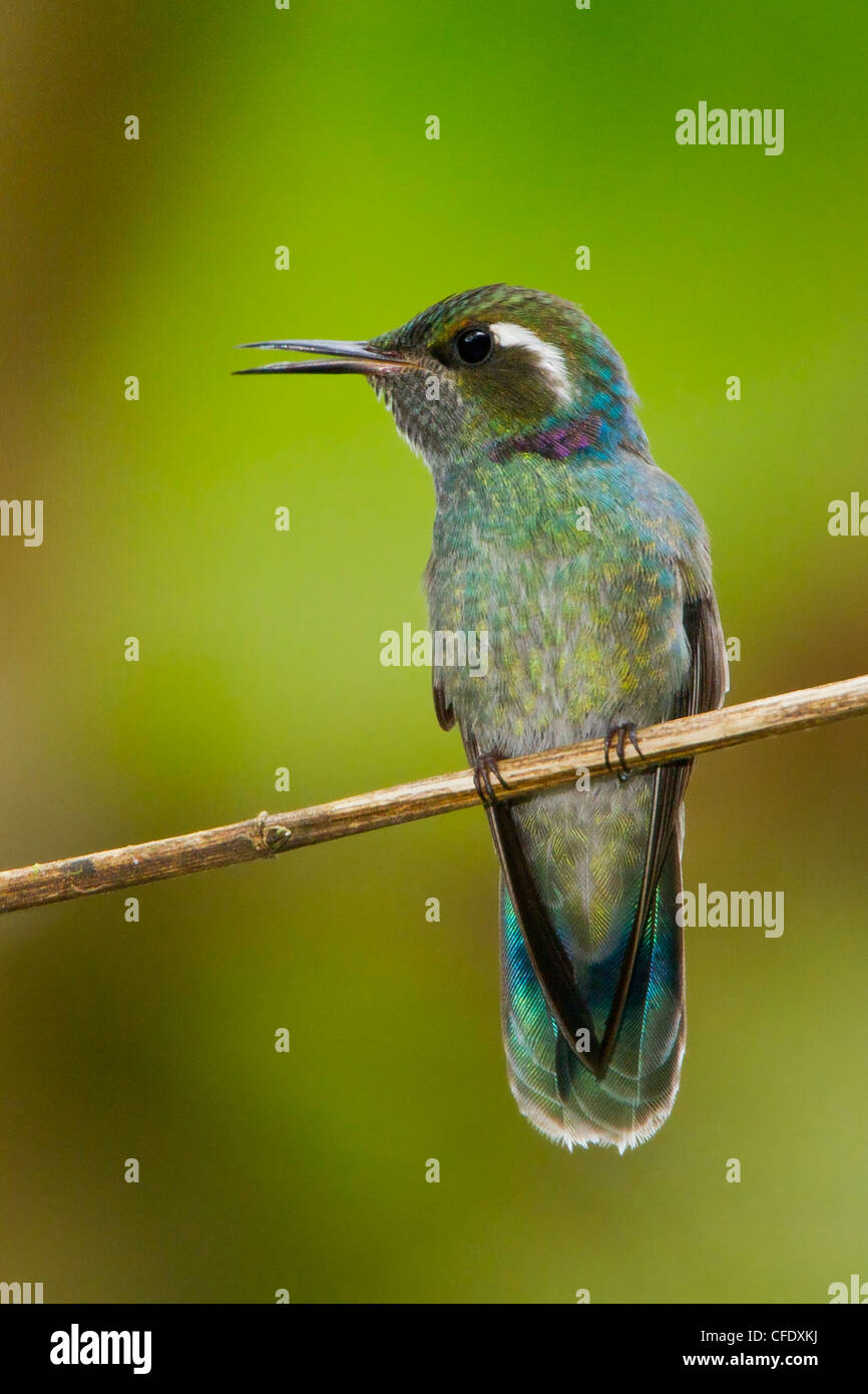 Wedge-billed Hummingbird (Schistes geoffroyi) in Peru Stock Photo - Alamy