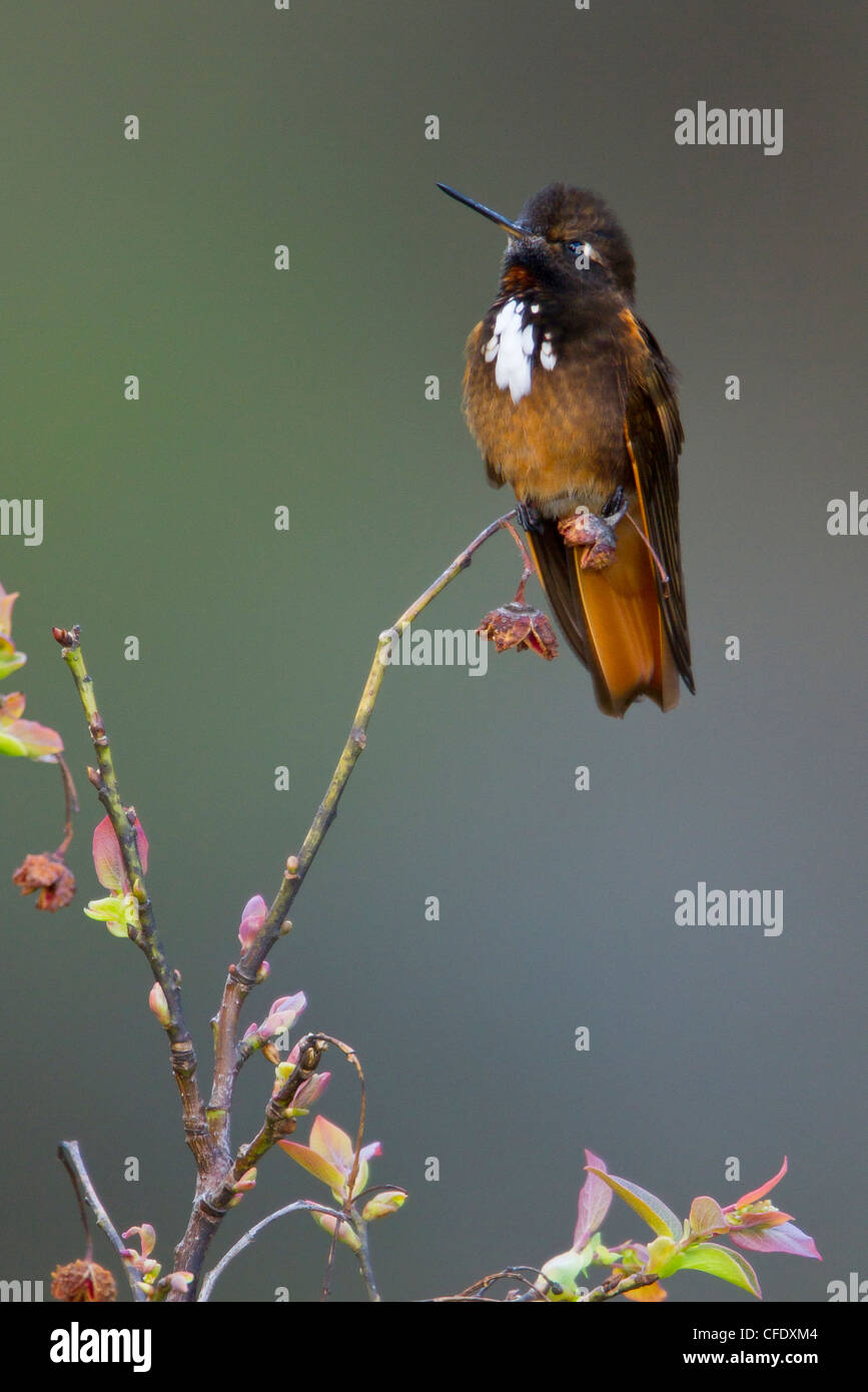 White tufted sunbeam hi-res stock photography and images - Alamy