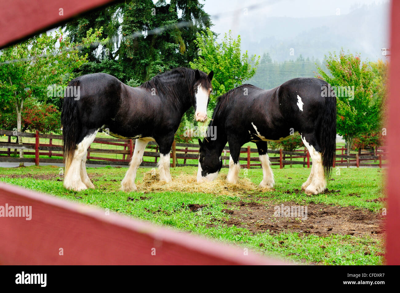 Two Clydesdale horses with one looking at you at Ovenell's Heritage Inn ...