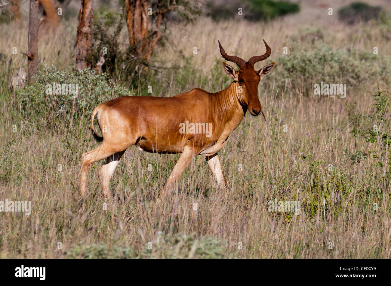 Cokes hartebeest (Alcelaphus buselaphus), Lualenyi Game Reserve, Kenya ...