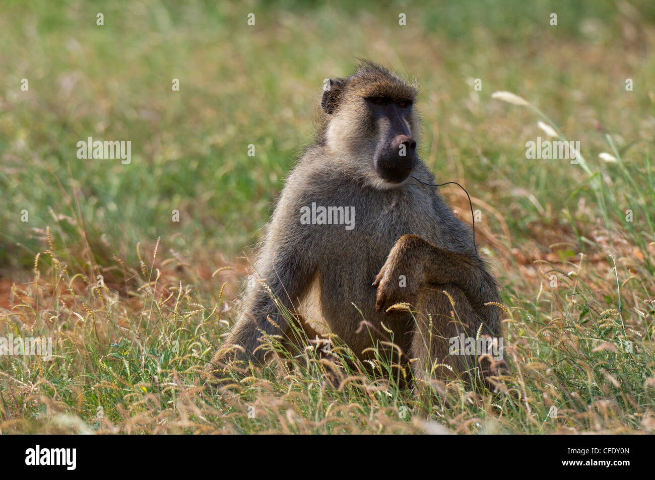Yellow baboon (Papio hamadryas cynocephalus) with a snare on his neck ...