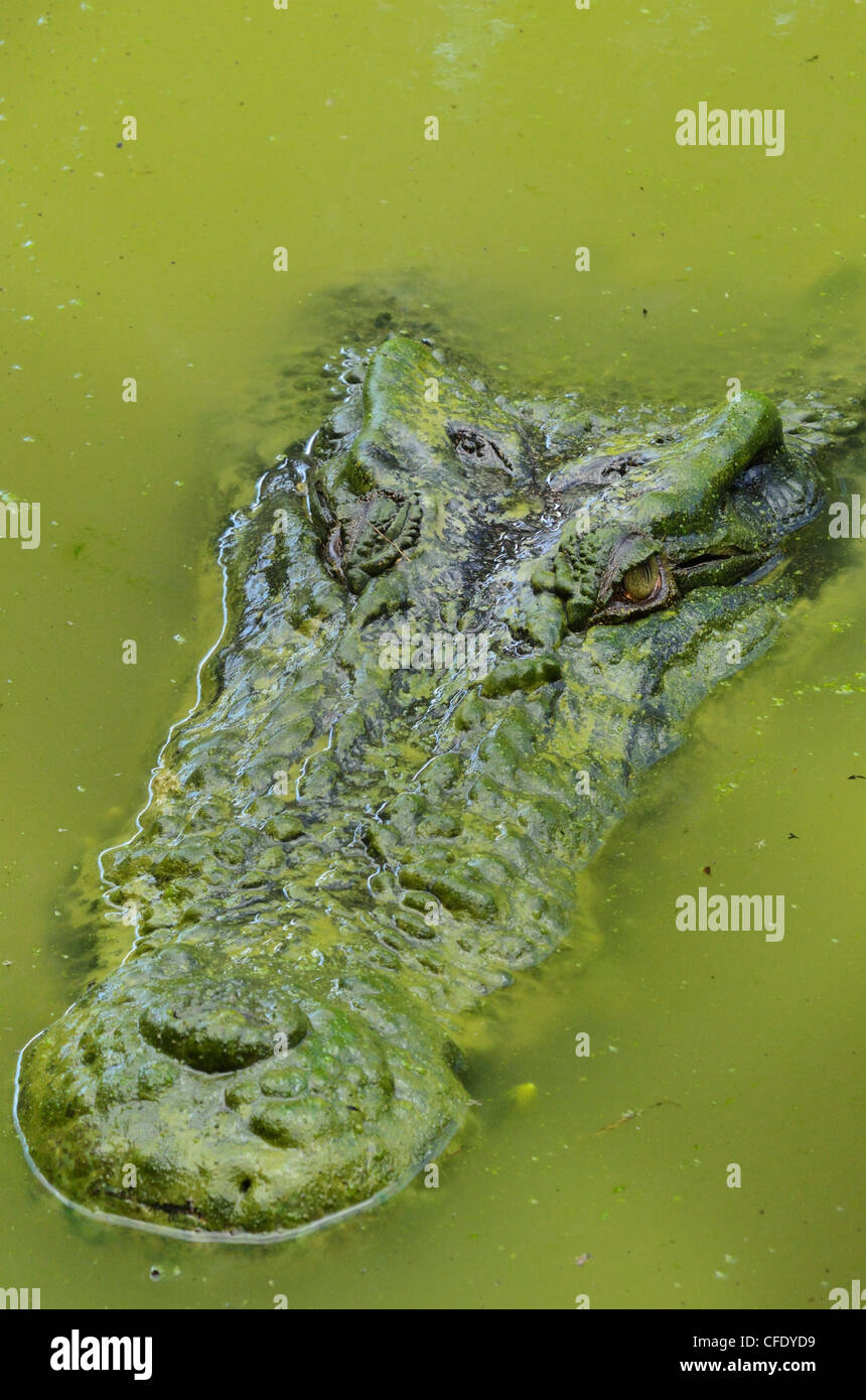 Saltwater,estuarine crocodile (Crocodylus porosus), Sarawak, Borneo ...