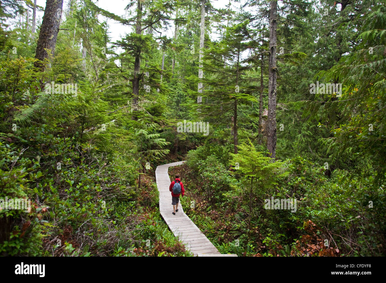 A middle aged man hikes to Hot Springs Cove, Maquinna Provincial Park ...