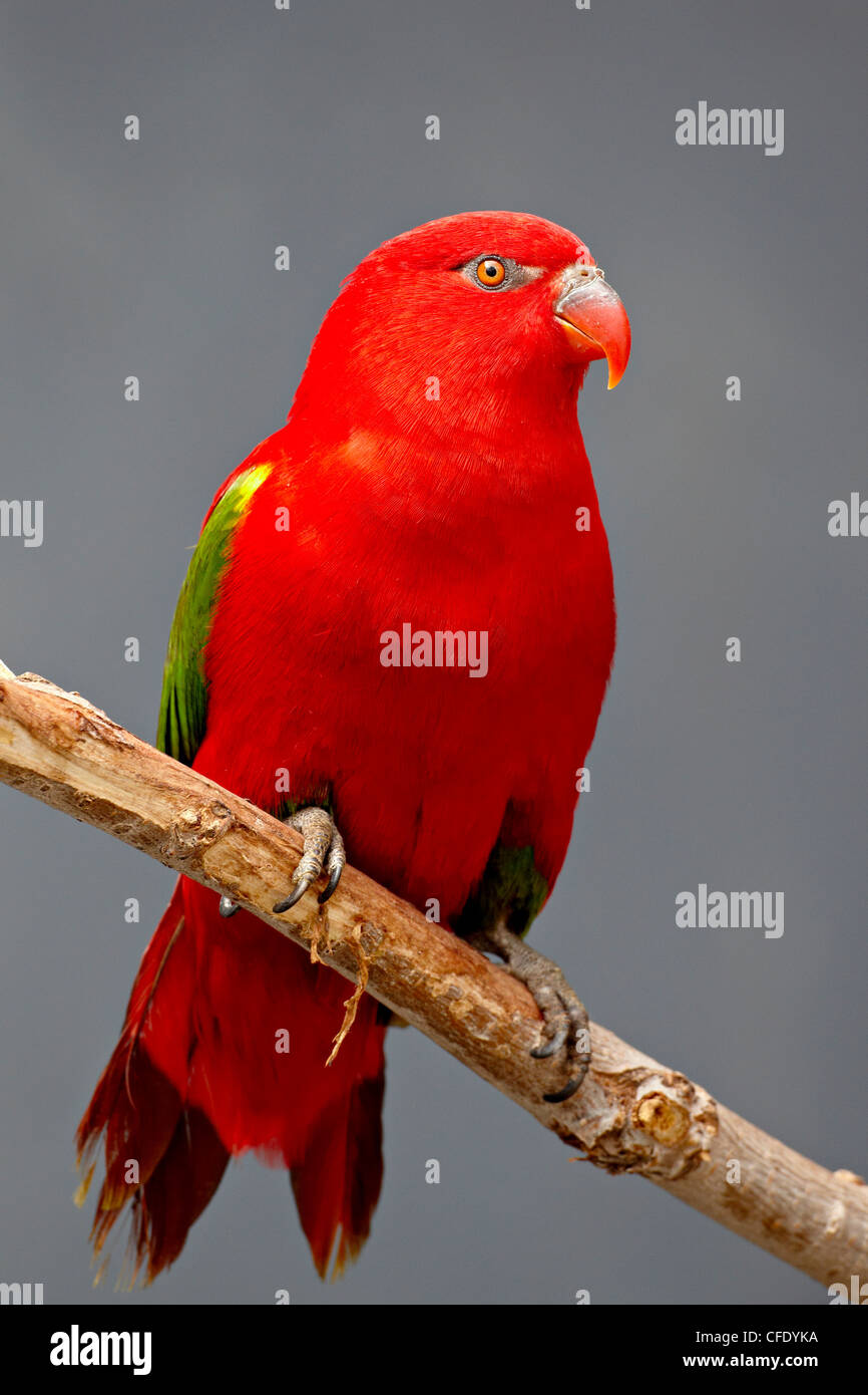 Chattering lory (Lorius garrulus) in captivity, Rio Grande Zoo ...