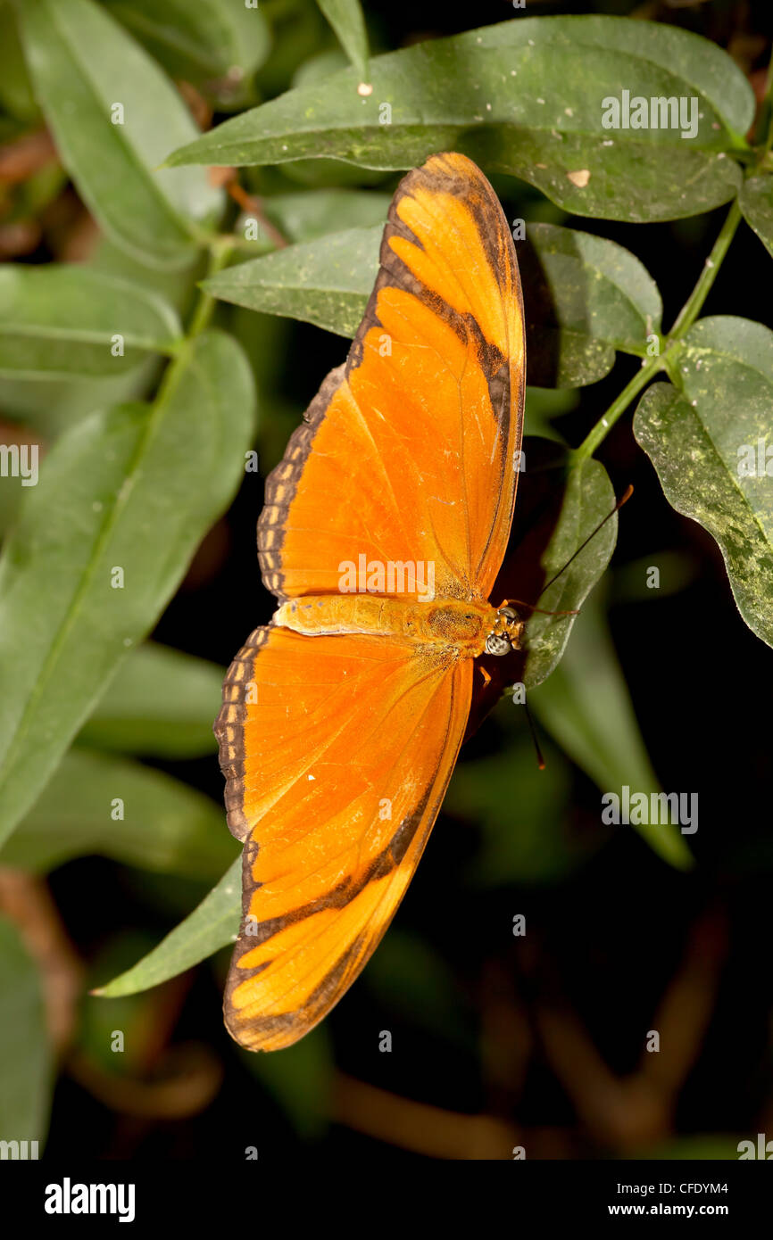 Julia butterfly (Dryas iulia) in captivity, Butterfly World and Gardens ...