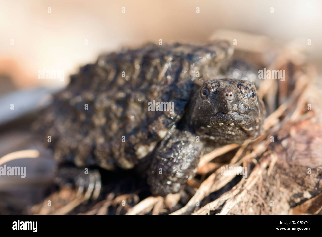Common Snapping Turtle Pet