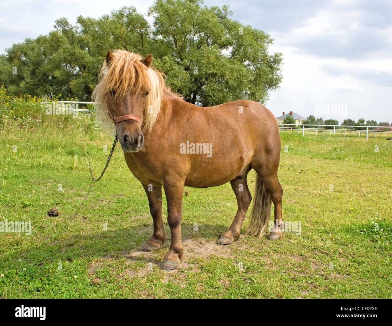Spotted shetland pony hi-res stock photography and images - Alamy