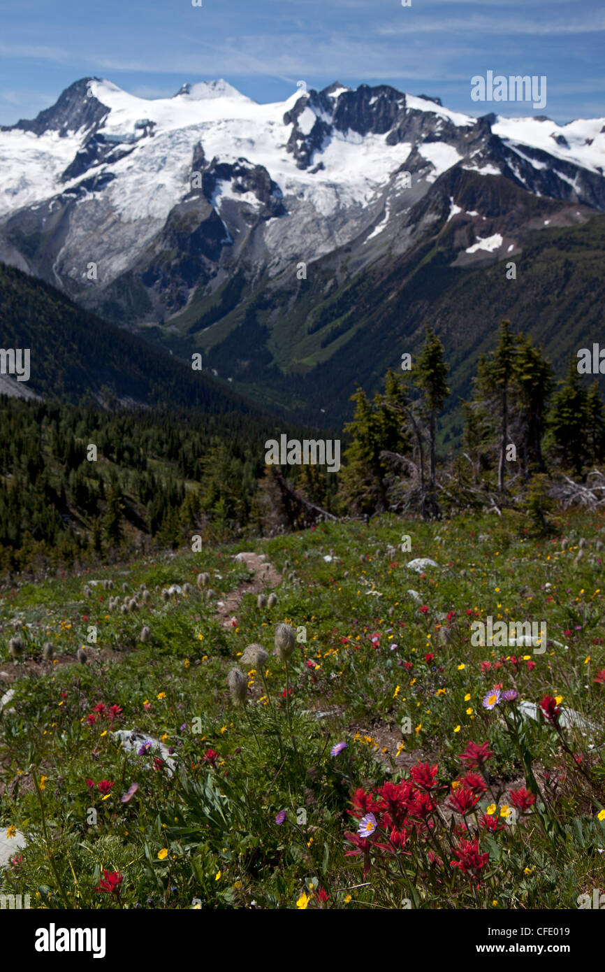 Meadows and Horseshoe Glacier, Jumbo Pass, Purcell Mountains, British ...