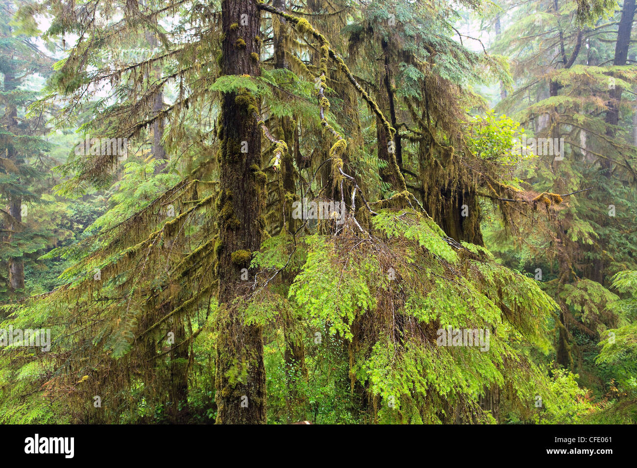 Cedar trees hi-res stock photography and images - Alamy