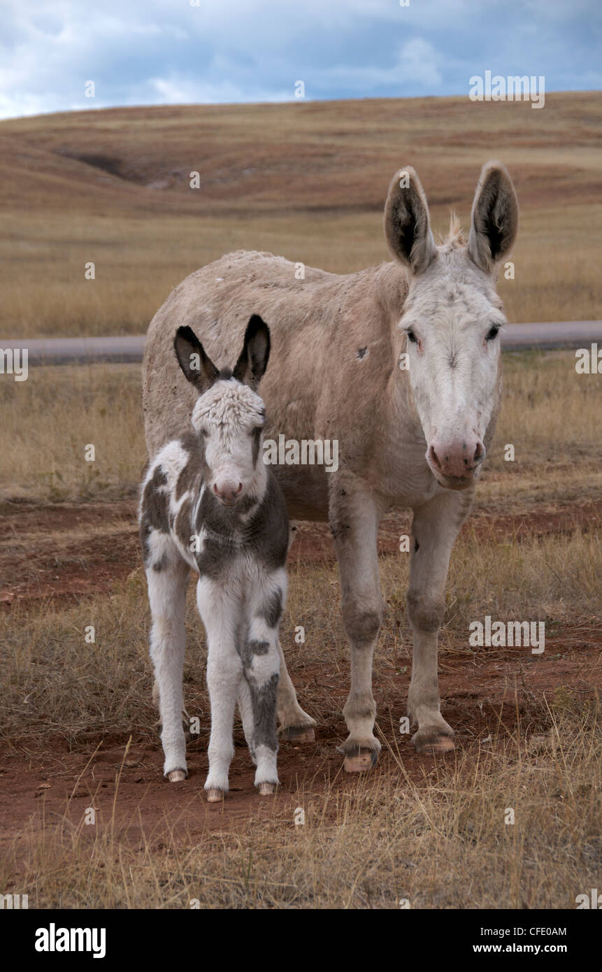 Feral donkey or ass with young, (Equus africanus asinus), often called ...