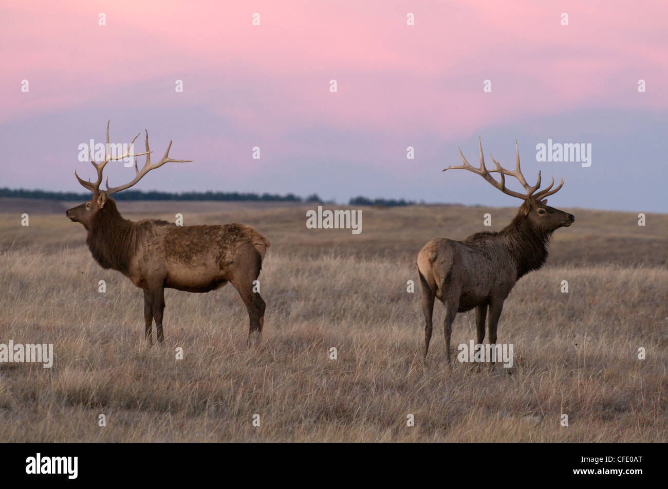 Bull elk or wapiti (Cervus canadensis) at sunset in tall grasslands of ...