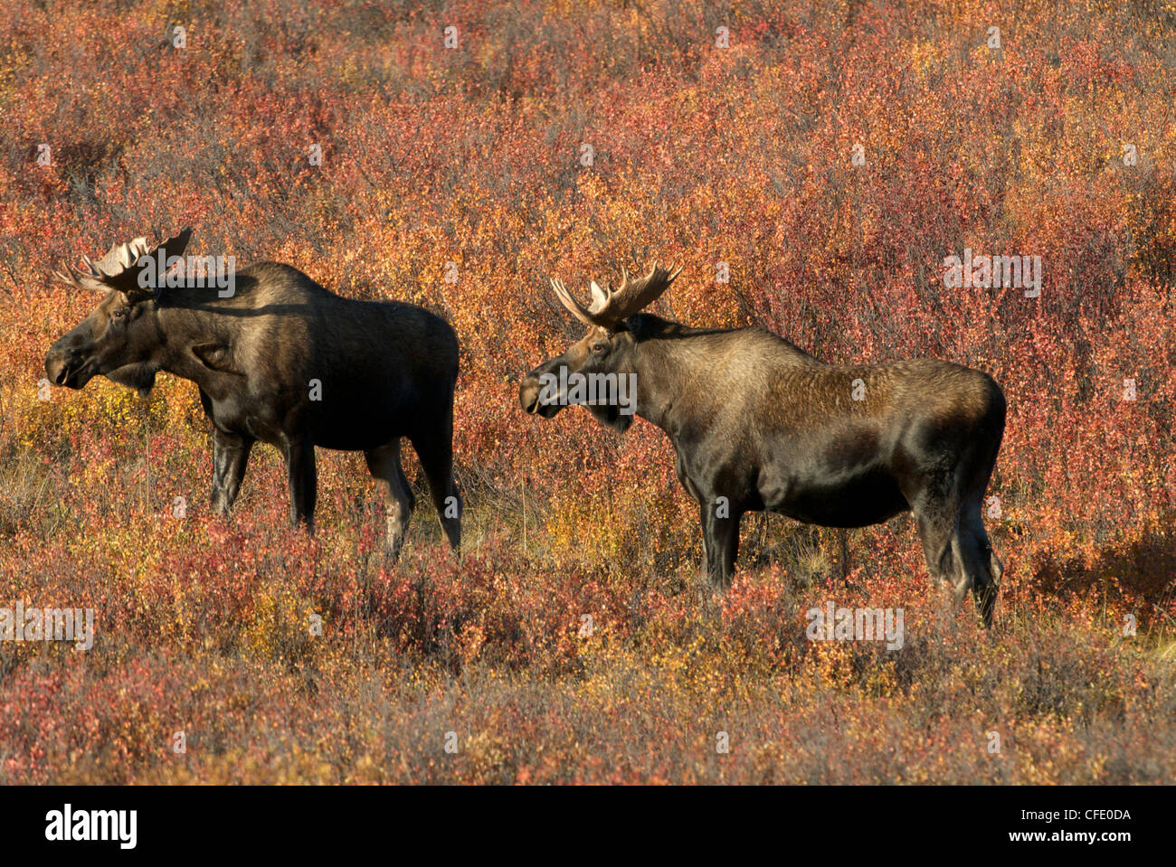 Bull moose side profile hi-res stock photography and images - Alamy