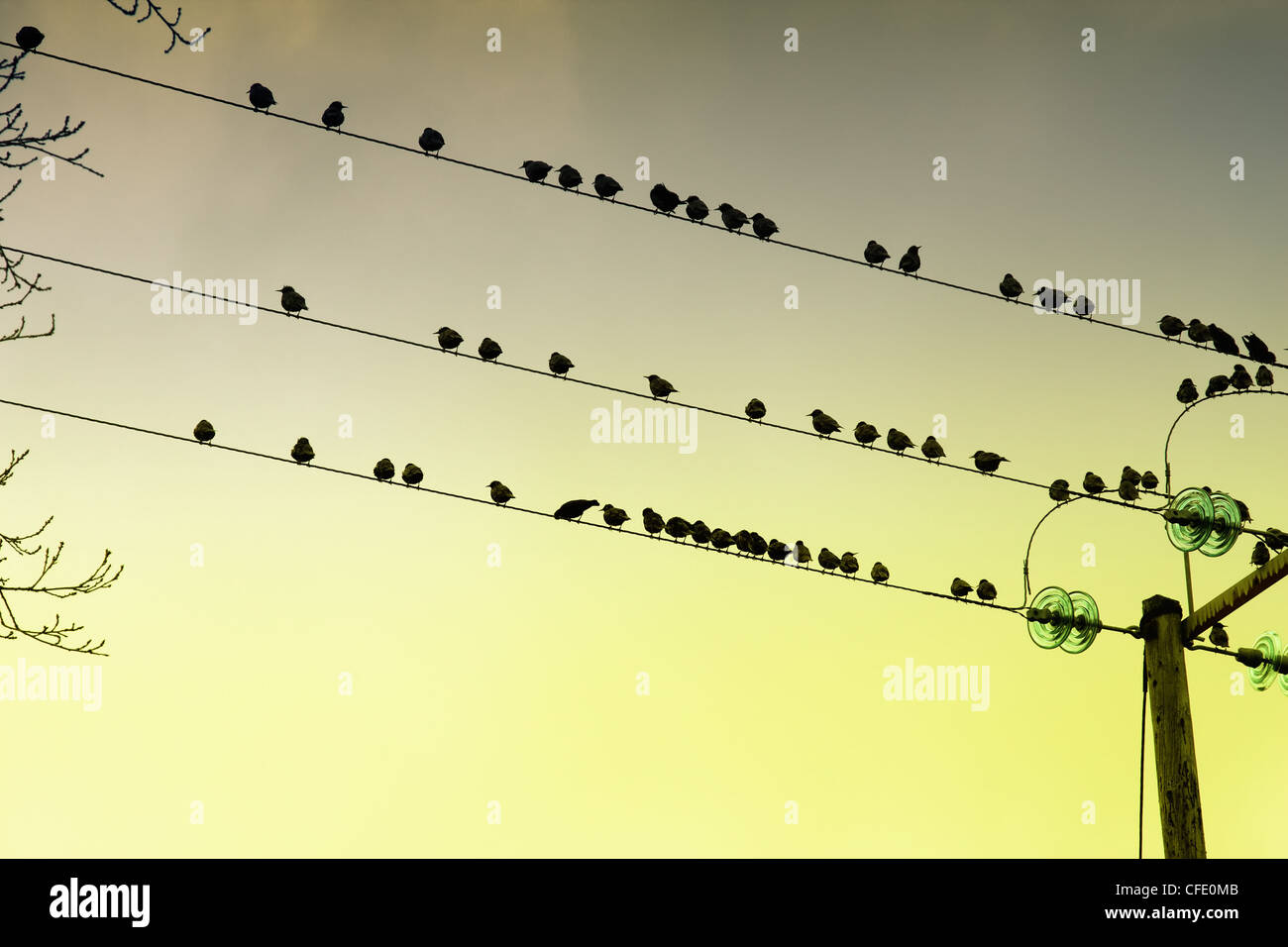 Birds perched on electrical cable with yellow sky background Stock ...