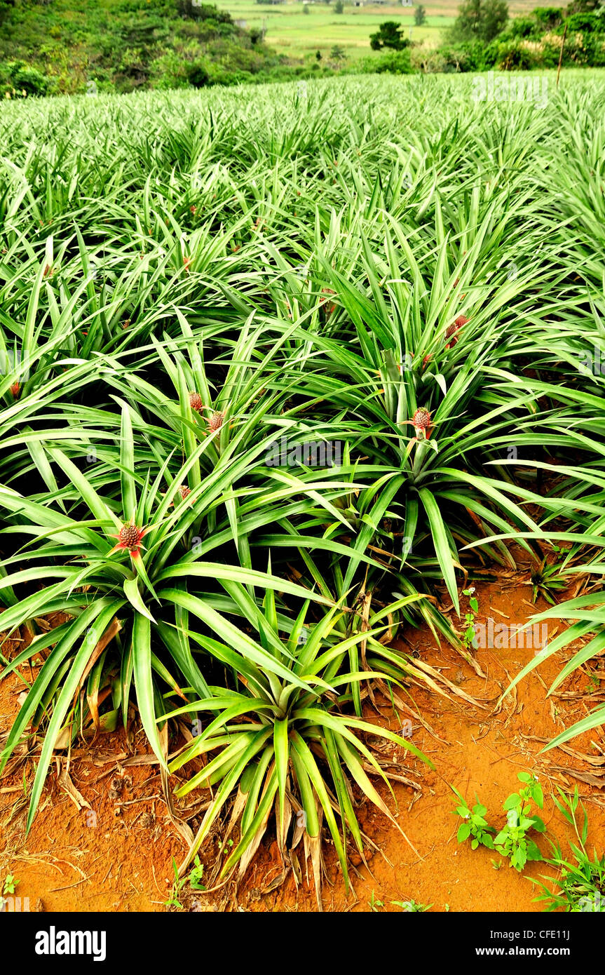 Still small pineapples growing in a pineapple field Stock Photo - Alamy