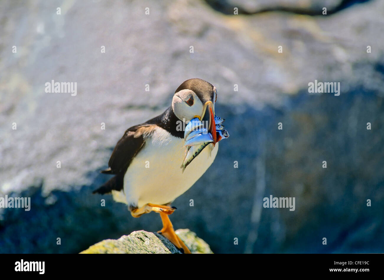 Atlantic Puffin, (Fratercula arctica), with capelin in beak, Alcidae ...