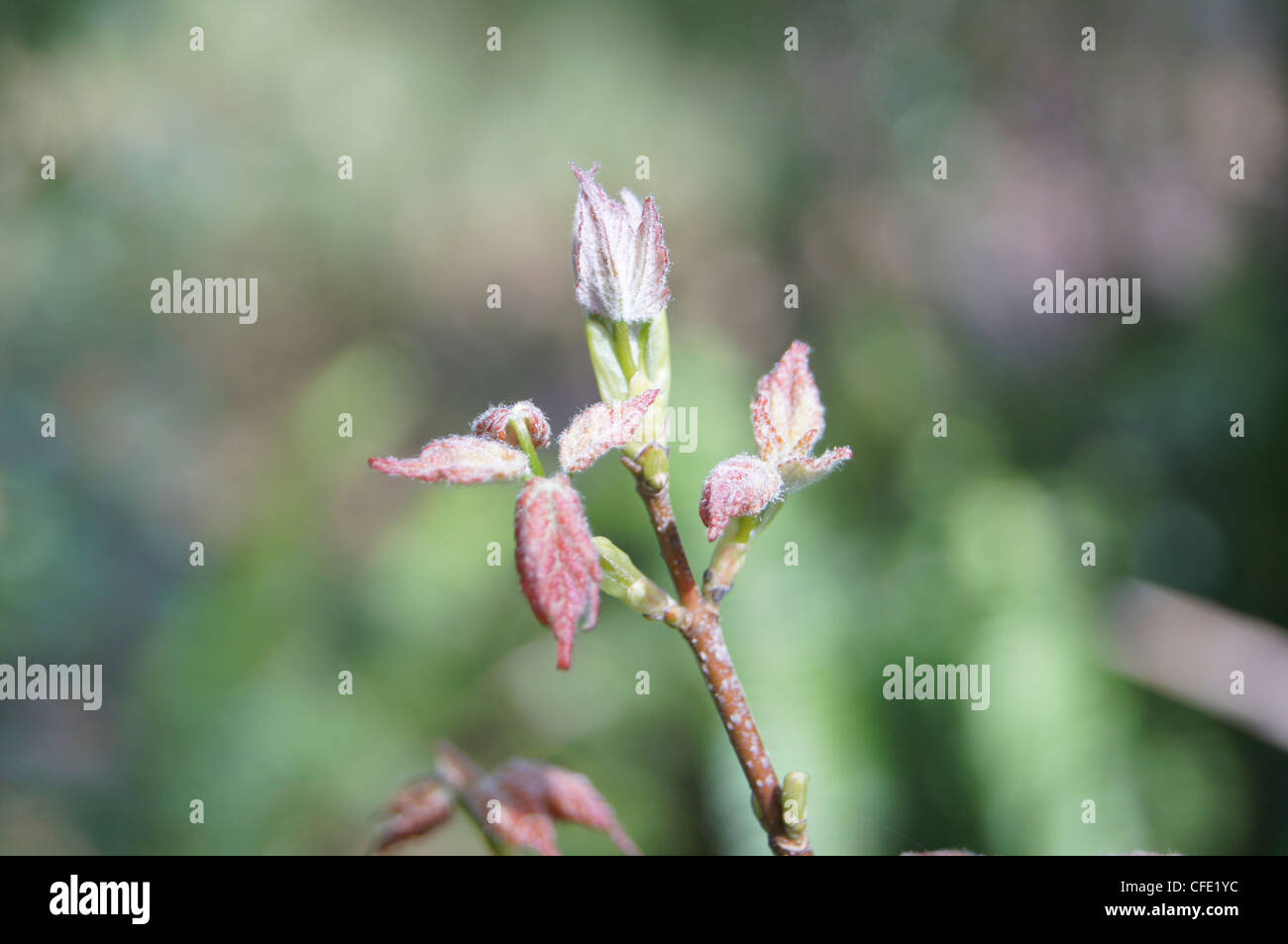 Juvenile red maple florida flame acer rubrum leaves Stock Photo - Alamy