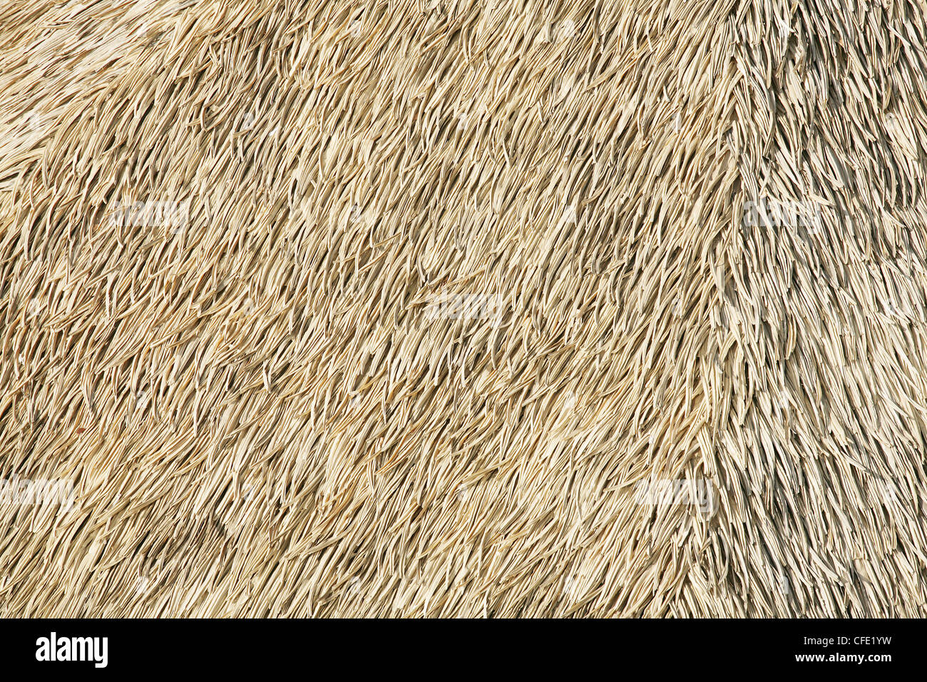 Tribe thatch primitive hi-res stock photography and images - Alamy