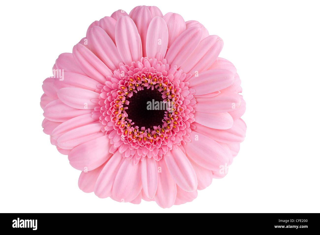 Pink gerbera close up Stock Photo - Alamy