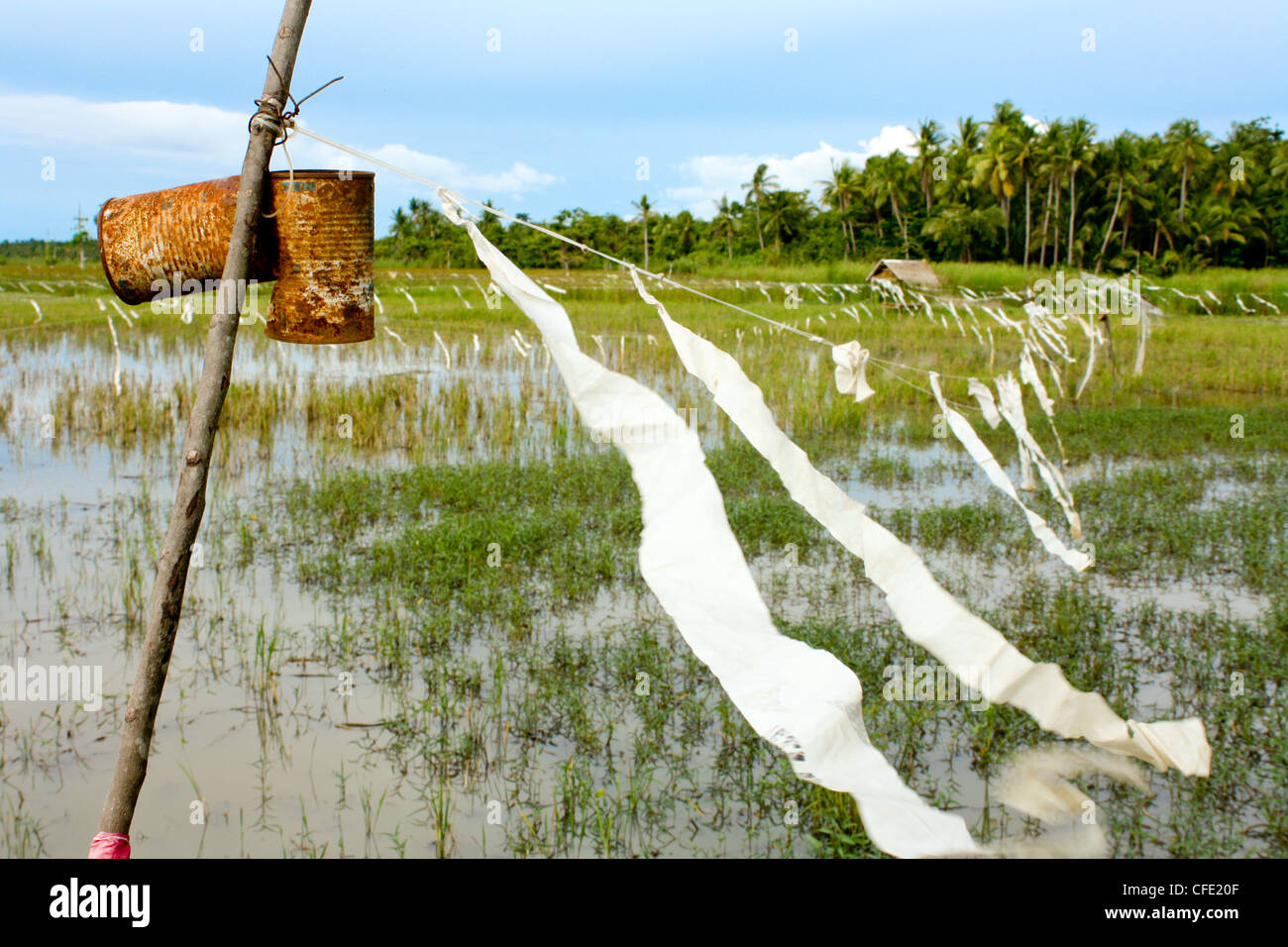 Philippines rice field hi-res stock photography and images - Alamy