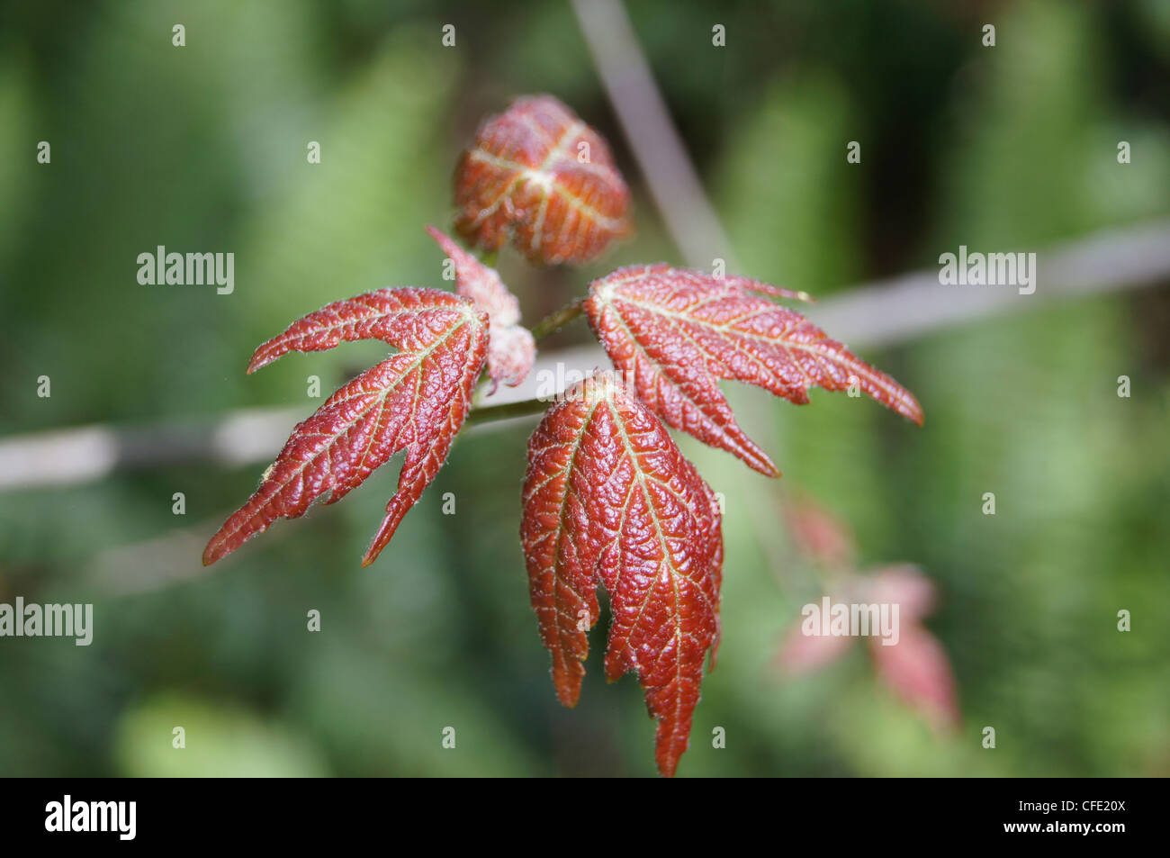 Juvenile red maple leaves, Acer rubrum Stock Photo - Alamy