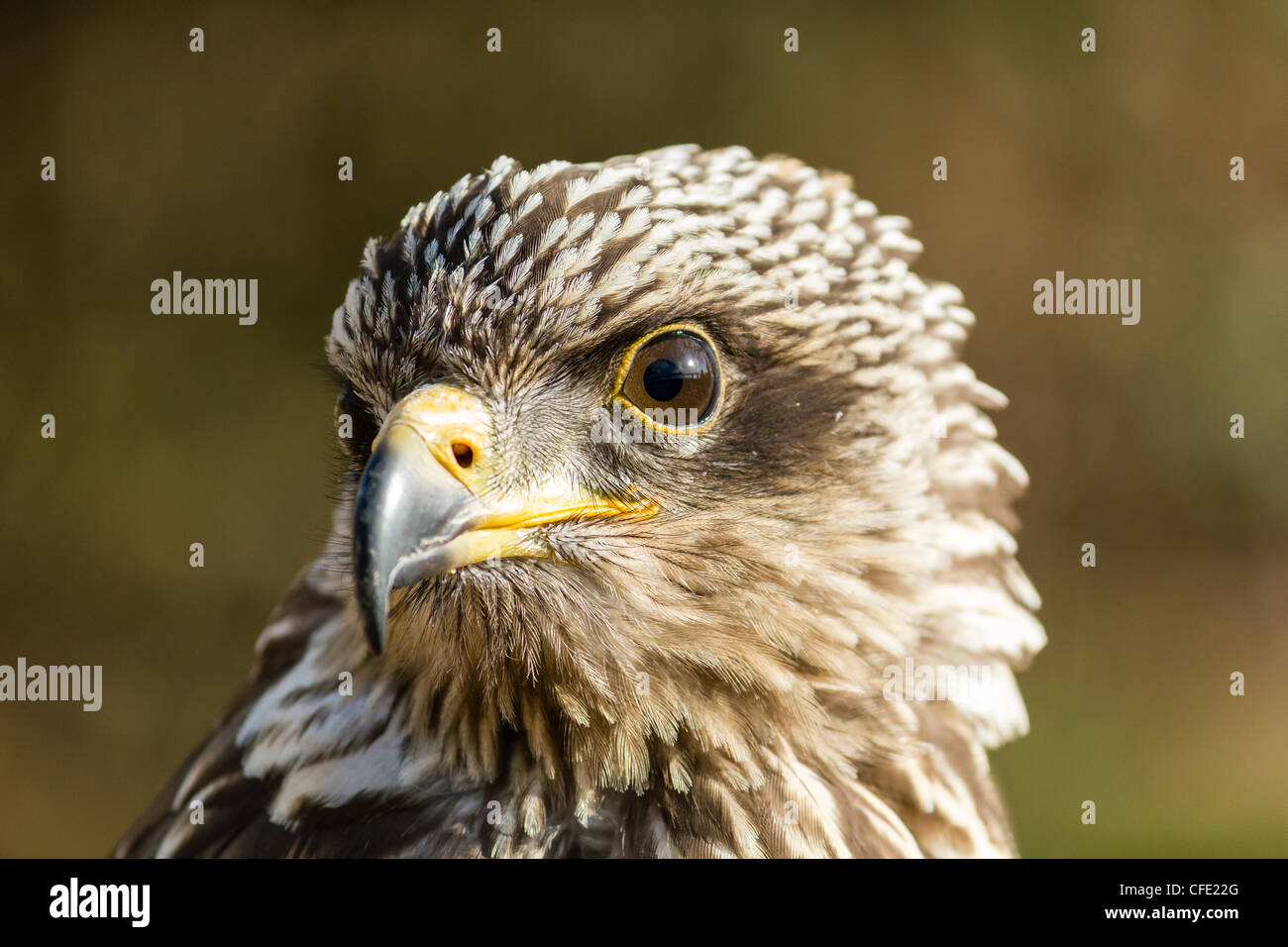 A close up of the head of a Lanner Falcon as it looks toward the camera ...
