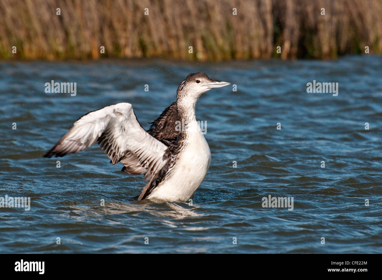 Common juvenile loon bird hi-res stock photography and images - Alamy
