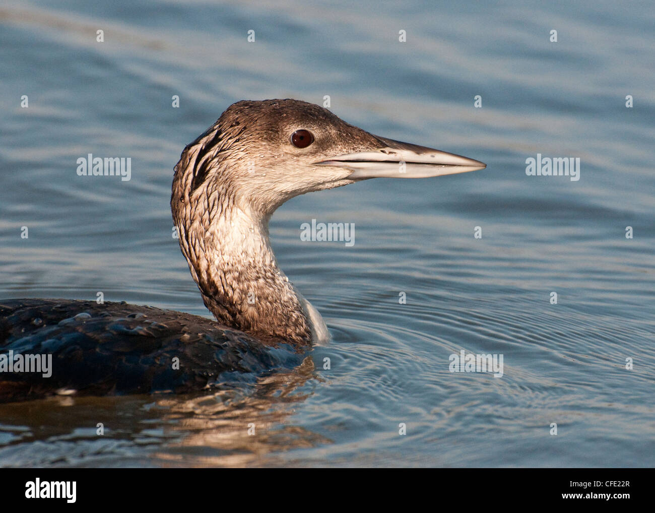 Common juvenile loon bird hi-res stock photography and images - Alamy