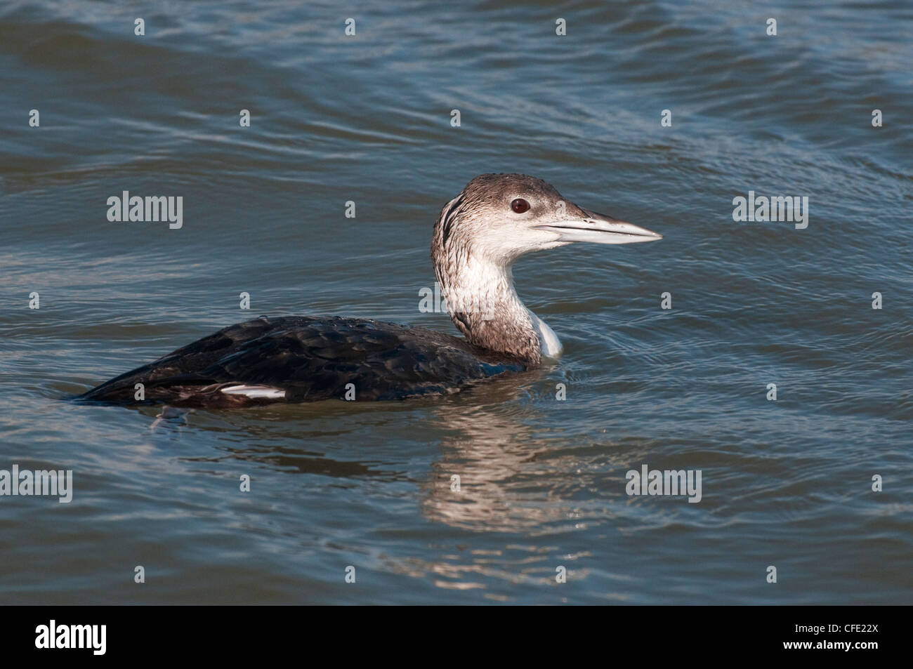 Common juvenile loon bird hi-res stock photography and images - Alamy