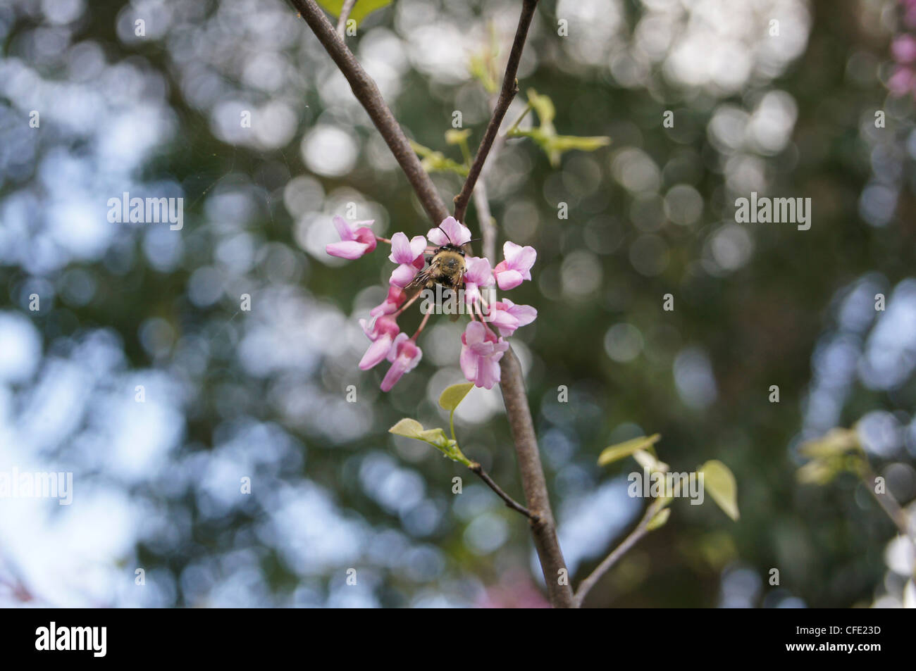bee pollinating redbud flowering tree branch Stock Photo - Alamy