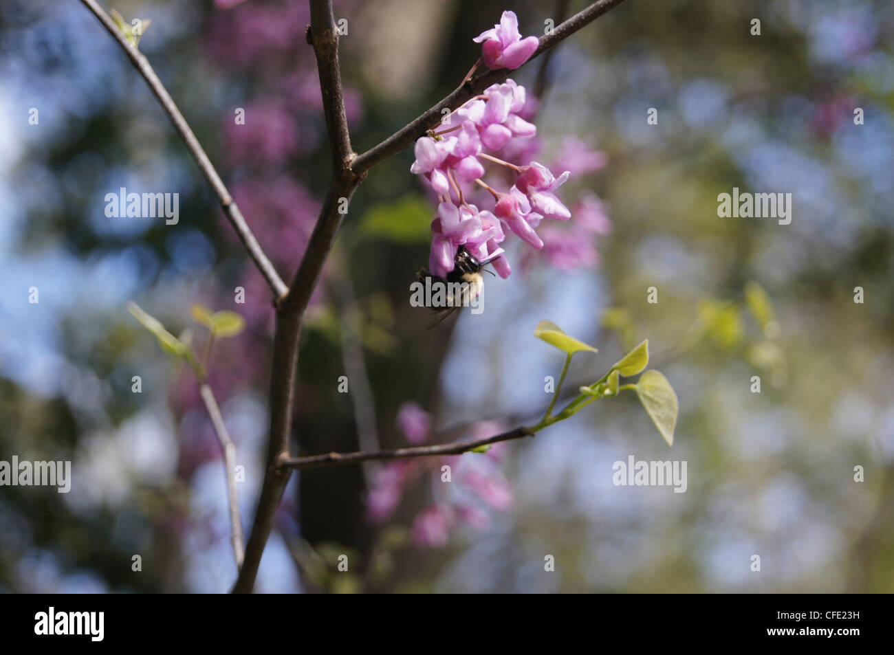 Bee on flowering redbud Cercis canadensis branch Stock Photo - Alamy
