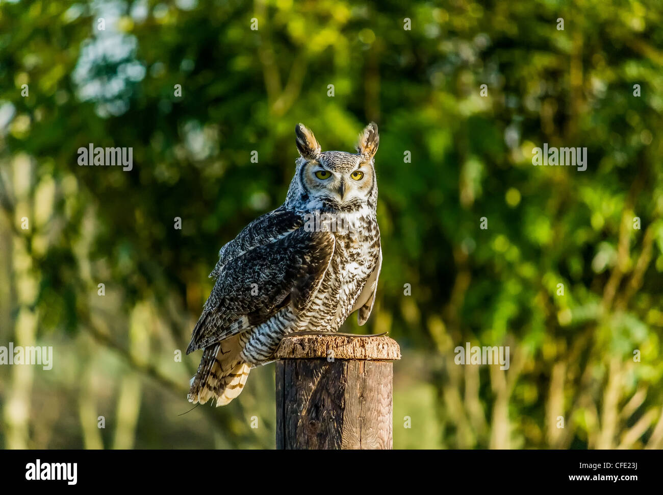 A Great Horned Owl perches on a wooden post with a blurred green tree ...
