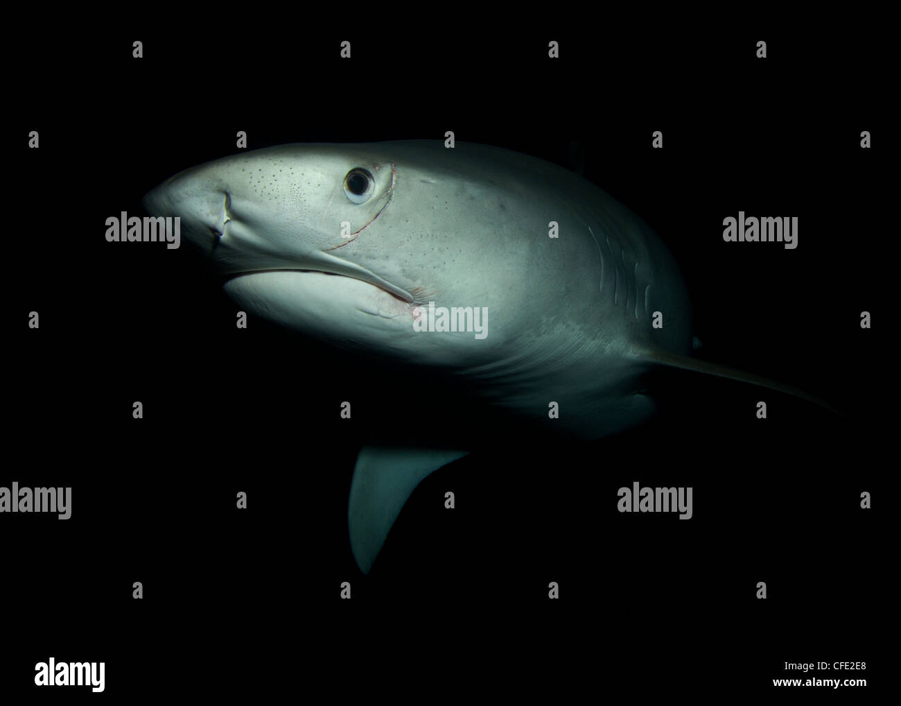 Tiger shark mating scar hi-res stock photography and images - Alamy