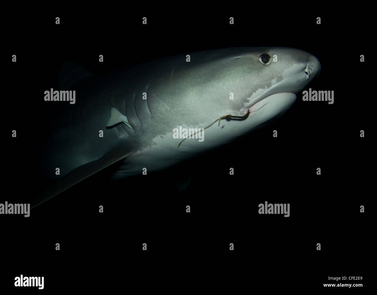 Mating sand tiger shark hi-res stock photography and images - Alamy