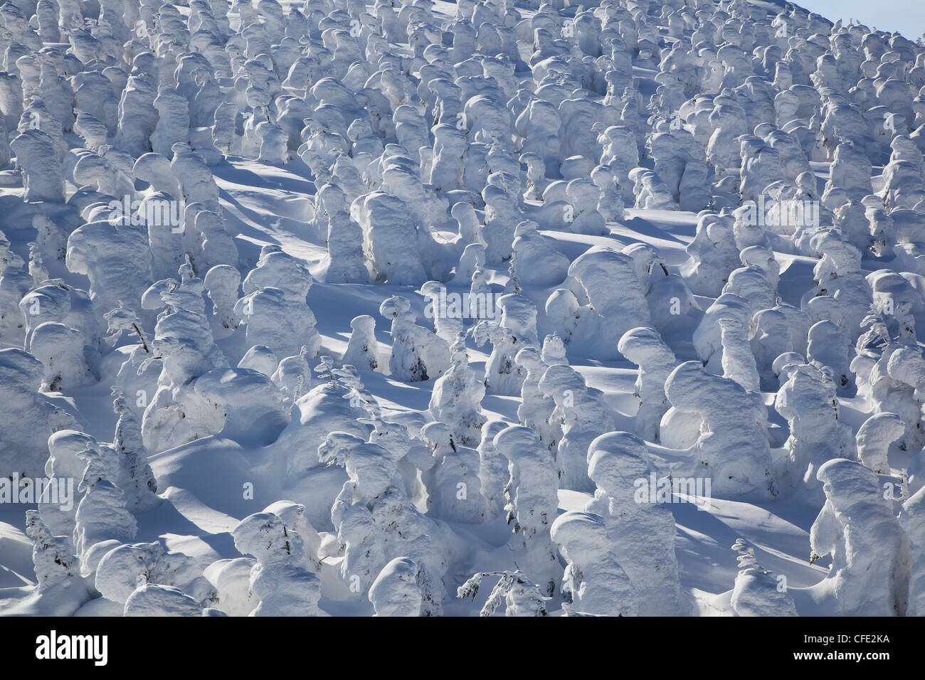 Soft rime on mount Zao, Yamagata Tohoku Japan Stock Photo - Alamy