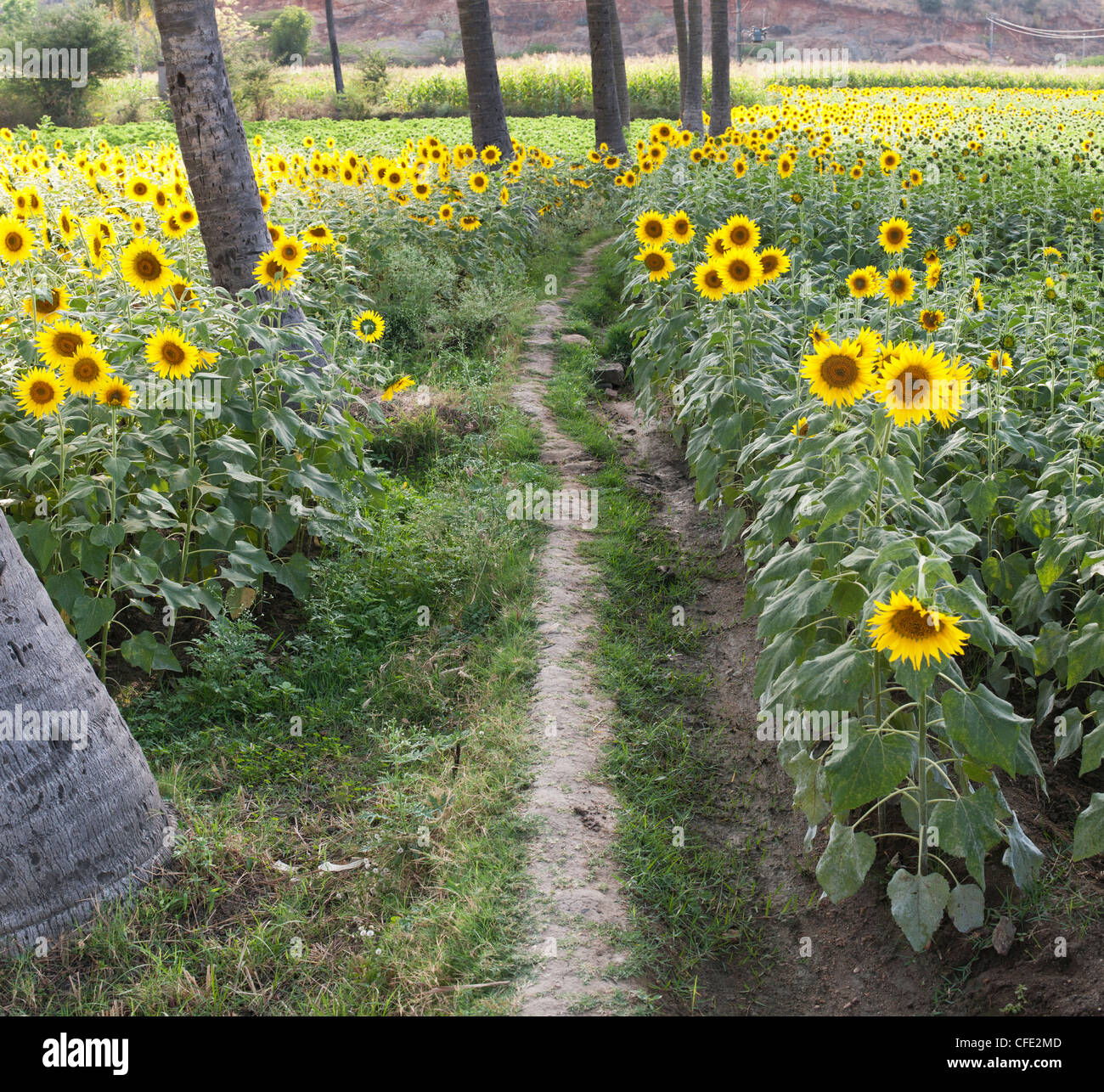 Sunflower field in the Indian countryside, Andhra Pradesh, India Stock ...