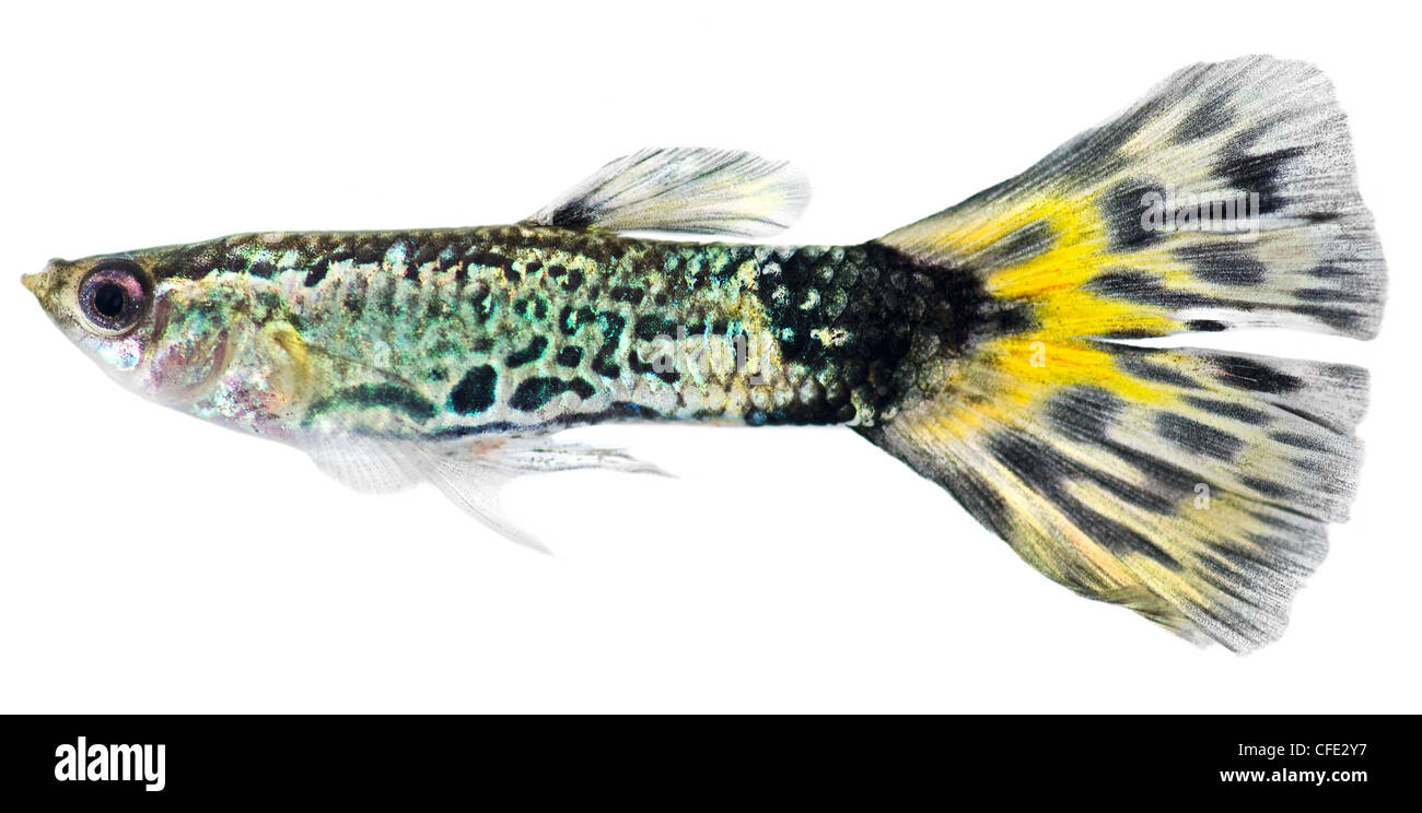 Guppy fish isolated in white background (Poecilia reticulata Stock ...
