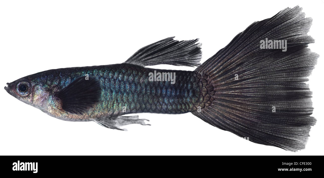 Guppy fish isolated in white background (Poecilia reticulata Stock ...