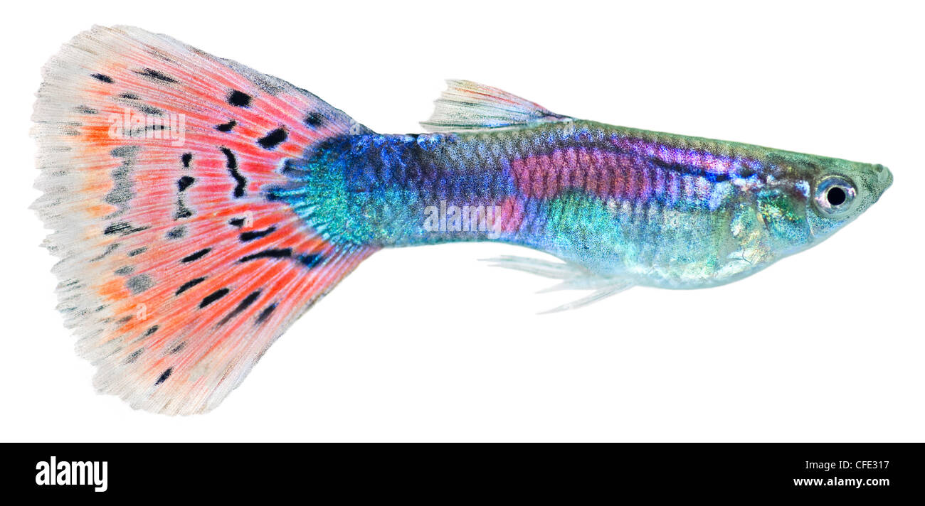 Guppy fish isolated in white background (Poecilia reticulata Stock ...