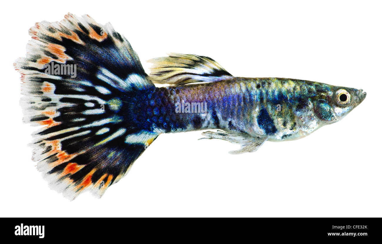 Guppy fish isolated in white background (Poecilia reticulata Stock ...